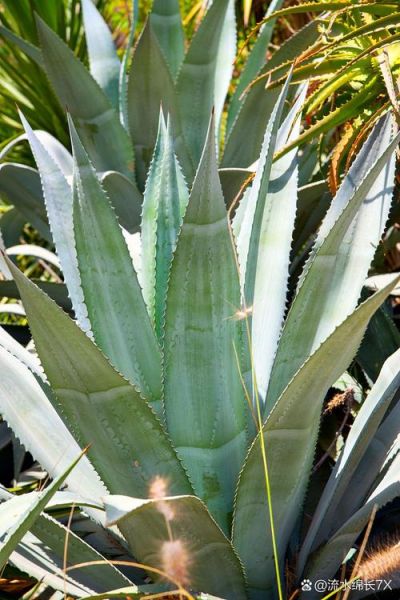 龙舌兰花长什么样_龙舌兰开花图片大全-第2张图片-山城妙识 龙舌兰花长什么样_龙舌兰开花图片大全-第2张图片-山城妙识