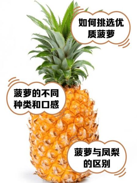 菠萝图片大全大图_如何挑选高清素材-第2张图片-山城妙识