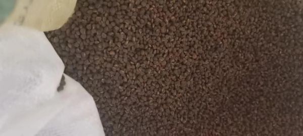 黄蜀葵种子多少钱一斤_黄蜀葵种子价格行情-第1张图片-山城妙识