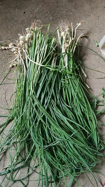 胡葱图片_胡葱和香葱区别-第1张图片-山城妙识