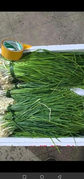 胡葱图片_胡葱和香葱区别-第2张图片-山城妙识