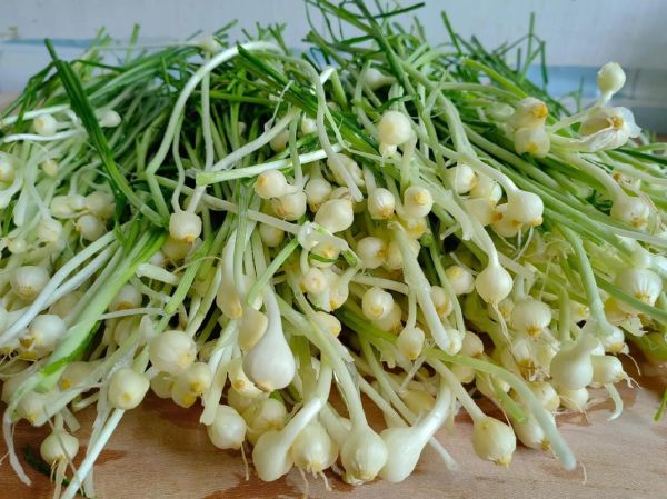 胡葱图片_胡葱和香葱区别-第3张图片-山城妙识