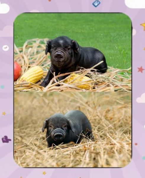 红烧猪手怎么做_红烧猪手怎么做好吃又软糯-第2张图片-山城妙识 红烧猪手怎么做_红烧猪手怎么做好吃又软糯-第2张图片-山城妙识