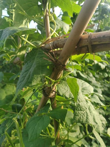 四季豆什么时候种_四季豆怎么种才能高产-第1张图片-山城妙识 四季豆什么时候种_四季豆怎么种才能高产-第1张图片-山城妙识