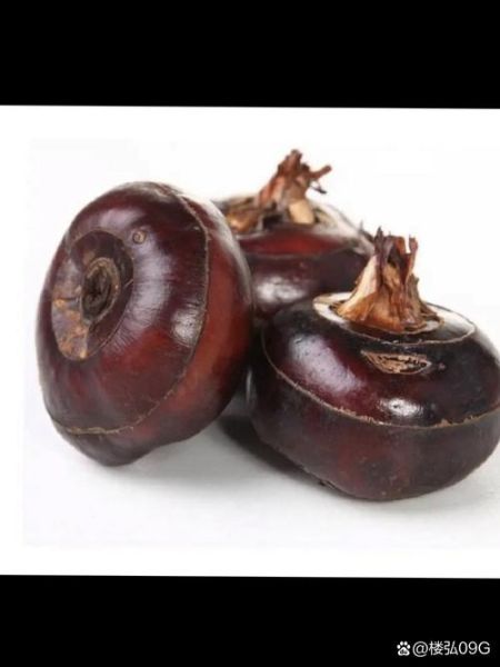 马蹄怎么读_荸荠的正确读音-第3张图片-山城妙识 马蹄怎么读_荸荠的正确读音-第3张图片-山城妙识