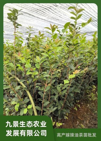 油茶树苗哪里有卖_油茶树苗多少钱一棵-第1张图片-山城妙识 油茶树苗哪里有卖_油茶树苗多少钱一棵-第1张图片-山城妙识