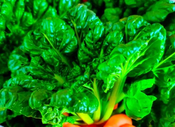 冬菜是什么菜做的_冬菜和雪里蕻的区别-第1张图片-山城妙识