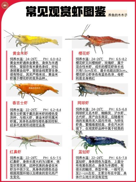 虾的种类有哪些_常见虾名称及图片对照-第2张图片-山城妙识