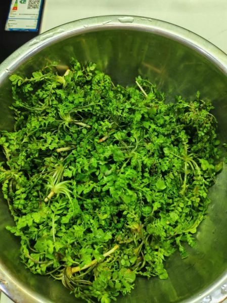 马荠菜怎么吃法_马荠菜的做法大全-第2张图片-山城妙识