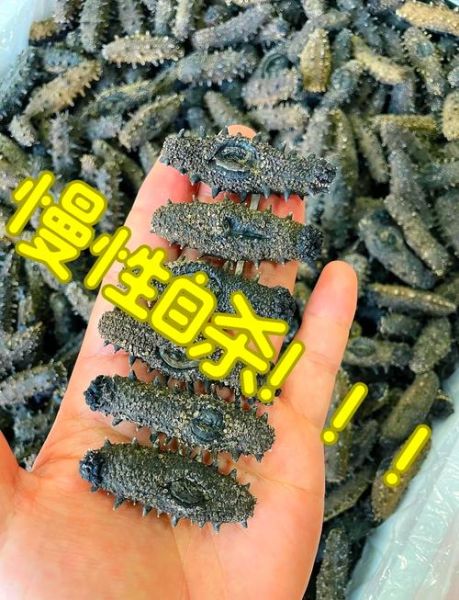 干海参和即食海参哪个好_买海参干得好还是即食的好-第1张图片-山城妙识 干海参和即食海参哪个好_买海参干得好还是即食的好-第1张图片-山城妙识