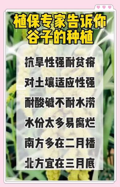 小米是什么农作物_小米的种植条件-第2张图片-山城妙识 小米是什么农作物_小米的种植条件-第2张图片-山城妙识
