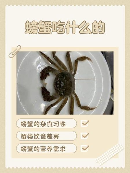 螃蟹吃什么食物_家养螃蟹喂什么-第3张图片-山城妙识