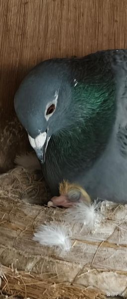 鸽子蛋孵化周期_小鸽子几天出壳-第3张图片-山城妙识 鸽子蛋孵化周期_小鸽子几天出壳-第3张图片-山城妙识