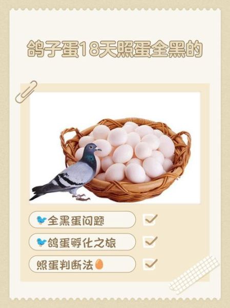 鸽子蛋孵化周期_小鸽子几天出壳-第2张图片-山城妙识 鸽子蛋孵化周期_小鸽子几天出壳-第2张图片-山城妙识
