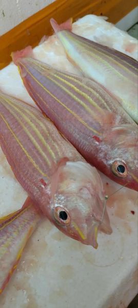 红杉鱼多少钱一斤_红杉鱼价格为什么波动大-第1张图片-山城妙识