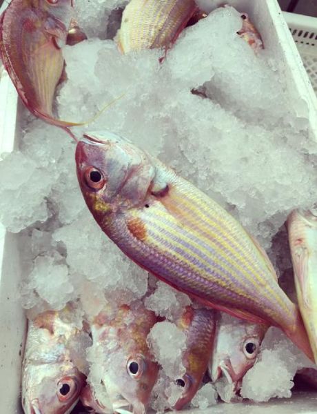 红杉鱼多少钱一斤_红杉鱼价格为什么波动大-第2张图片-山城妙识