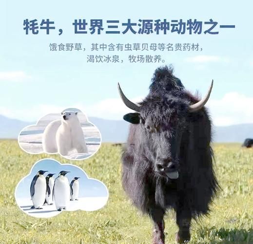 牦牛奶和牛奶的区别_牦牛奶的营养价值高吗-第2张图片-山城妙识