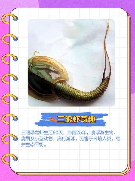 三眼恐龙虾图片_为什么叫活化石-第1张图片-山城妙识 三眼恐龙虾图片_为什么叫活化石-第1张图片-山城妙识