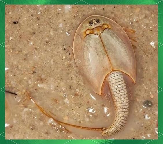 三眼恐龙虾图片_为什么叫活化石-第2张图片-山城妙识 三眼恐龙虾图片_为什么叫活化石-第2张图片-山城妙识