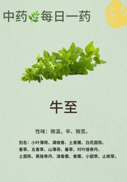 牛至香酚的作用与功效_牛至香酚能长期吃吗-第2张图片-山城妙识 牛至香酚的作用与功效_牛至香酚能长期吃吗-第2张图片-山城妙识