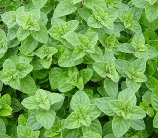 牛至香酚的作用与功效_牛至香酚能长期吃吗-第1张图片-山城妙识 牛至香酚的作用与功效_牛至香酚能长期吃吗-第1张图片-山城妙识