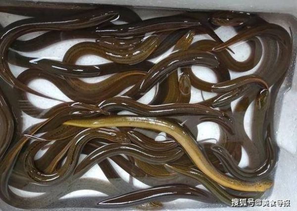 白鳝吃死人_白鳝中毒死亡真相-第1张图片-山城妙识 白鳝吃死人_白鳝中毒死亡真相-第1张图片-山城妙识