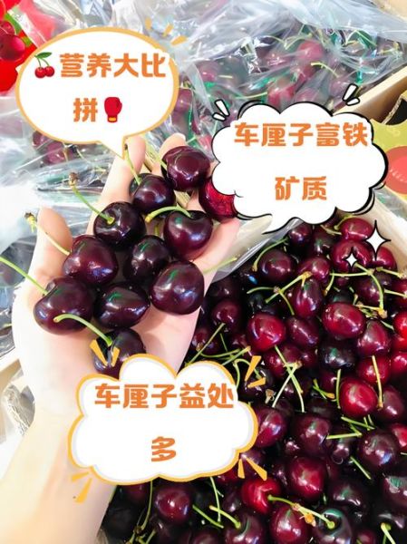 车厘子为什么这么贵_进口车厘子价格高的原因-第3张图片-山城妙识 车厘子为什么这么贵_进口车厘子价格高的原因-第3张图片-山城妙识