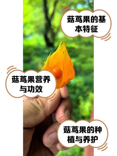 菇茑果的功效与作用_菇茑果的禁忌有哪些-第1张图片-山城妙识