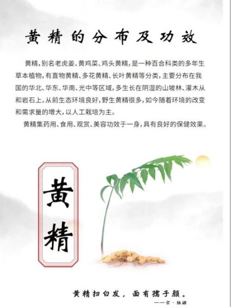 黄精的功效与作用及禁忌_黄精怎么吃效果最好-第2张图片-山城妙识 黄精的功效与作用及禁忌_黄精怎么吃效果最好-第2张图片-山城妙识