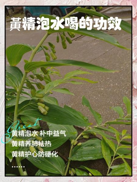 黄精的功效与作用及禁忌_黄精怎么吃效果最好-第3张图片-山城妙识 黄精的功效与作用及禁忌_黄精怎么吃效果最好-第3张图片-山城妙识