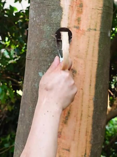 桂皮树剥皮后还能长新皮吗_桂皮树再生周期多久-第1张图片-山城妙识 桂皮树剥皮后还能长新皮吗_桂皮树再生周期多久-第1张图片-山城妙识