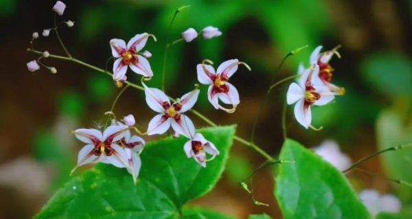 补肾壮阳植物有哪些_哪种效果最好-第2张图片-山城妙识 补肾壮阳植物有哪些_哪种效果最好-第2张图片-山城妙识