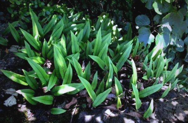 补肾壮阳植物有哪些_哪种效果最好-第3张图片-山城妙识 补肾壮阳植物有哪些_哪种效果最好-第3张图片-山城妙识