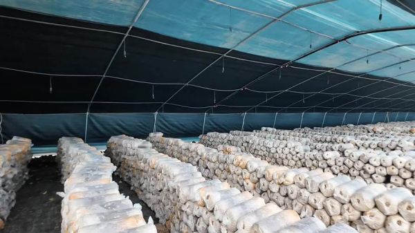 1亩平菇大棚一年能赚多少钱_平菇大棚投资成本与利润分析-第2张图片-山城妙识