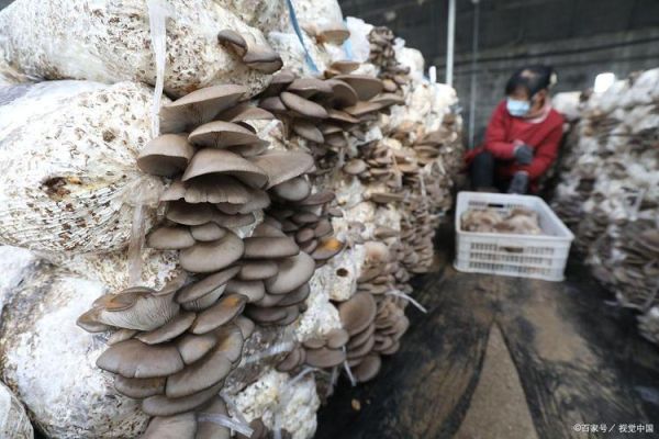 1亩平菇大棚一年能赚多少钱_平菇大棚投资成本与利润分析-第3张图片-山城妙识