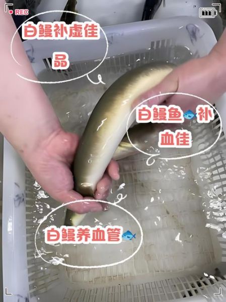 白鳗鱼是什么鱼_白鳗鱼多少钱一斤-第1张图片-山城妙识