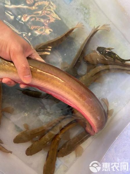 白鳗鱼是什么鱼_白鳗鱼多少钱一斤-第3张图片-山城妙识