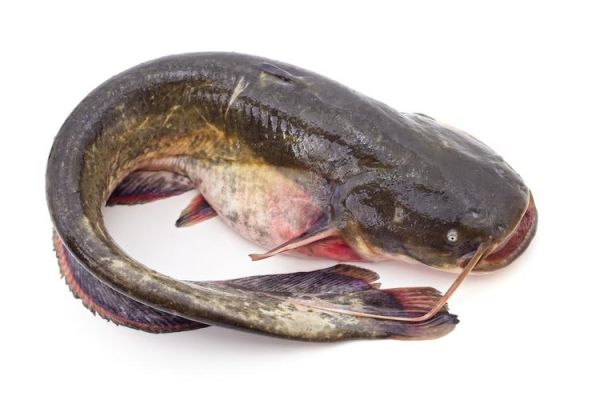 鲇鱼头小说哪里看_鲇鱼头作品有哪些-第3张图片-山城妙识