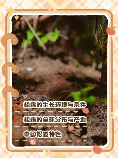 松露长在什么地方_松露生长环境条件-第1张图片-山城妙识 松露长在什么地方_松露生长环境条件-第1张图片-山城妙识