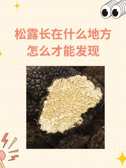 松露长在什么地方_松露生长环境条件-第2张图片-山城妙识 松露长在什么地方_松露生长环境条件-第2张图片-山城妙识