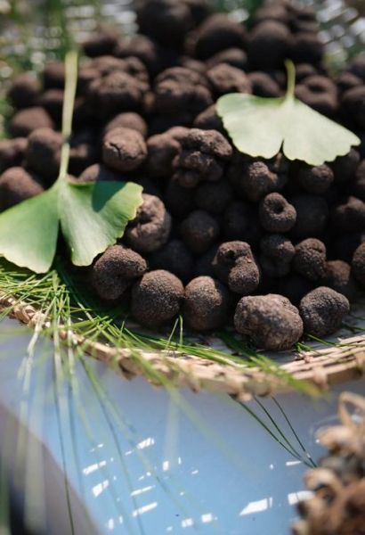 松露长在什么地方_松露生长环境条件-第3张图片-山城妙识 松露长在什么地方_松露生长环境条件-第3张图片-山城妙识