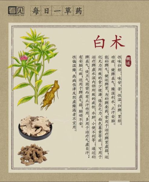 白术的功效与副作用_白术怎么吃才安全-第2张图片-山城妙识 白术的功效与副作用_白术怎么吃才安全-第2张图片-山城妙识