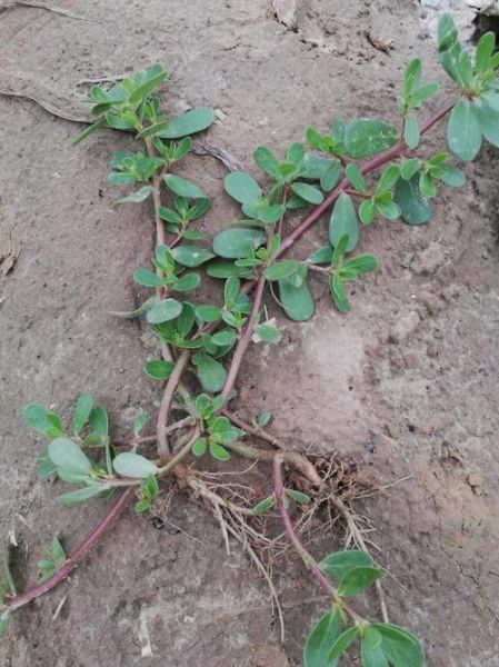 马芷苋怎么读_马芷苋的功效与作用-第2张图片-山城妙识 马芷苋怎么读_马芷苋的功效与作用-第2张图片-山城妙识