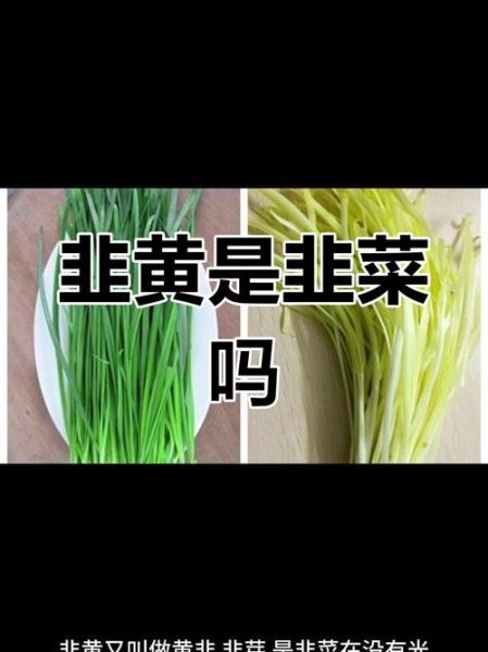 韭黄是什么季节的菜_韭黄几月份吃最鲜嫩-第2张图片-山城妙识 韭黄是什么季节的菜_韭黄几月份吃最鲜嫩-第2张图片-山城妙识