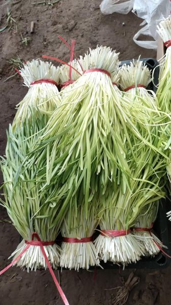 韭黄是什么季节的菜_韭黄几月份吃最鲜嫩-第1张图片-山城妙识 韭黄是什么季节的菜_韭黄几月份吃最鲜嫩-第1张图片-山城妙识