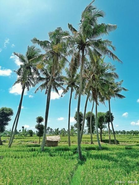 椰子树图片大全大图_如何拍摄高清椰子树-第1张图片-山城妙识