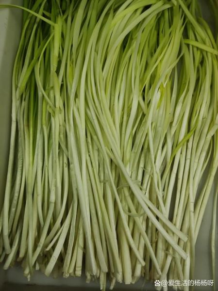 韭黄是什么季节的菜_韭黄几月份吃最鲜嫩-第3张图片-山城妙识 韭黄是什么季节的菜_韭黄几月份吃最鲜嫩-第3张图片-山城妙识