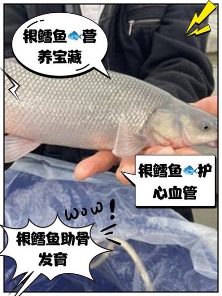 银鳕鱼的营养价值_银鳕鱼适合什么人吃-第1张图片-山城妙识