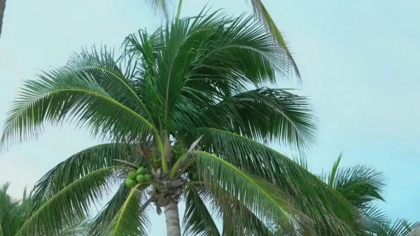 椰子树图片大全大图_如何拍摄高清椰子树-第2张图片-山城妙识