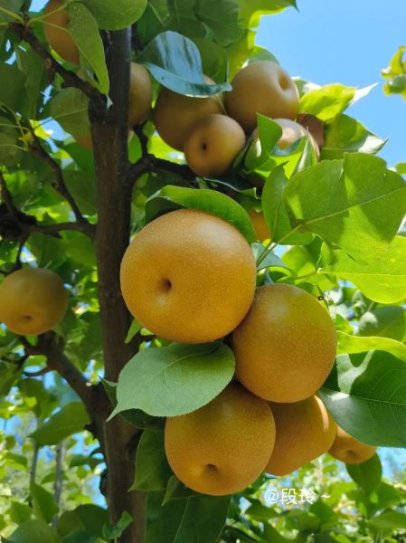 秋天成熟的水果有哪些_秋季应季水果推荐-第1张图片-山城妙识 秋天成熟的水果有哪些_秋季应季水果推荐-第1张图片-山城妙识